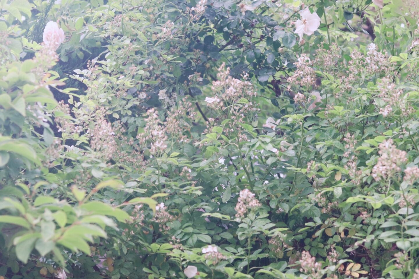 ガーデンカフェ「Parsli(パスリ)」が素敵すぎる♡まるでジブリの世界へ！ - サロンのhappy life!